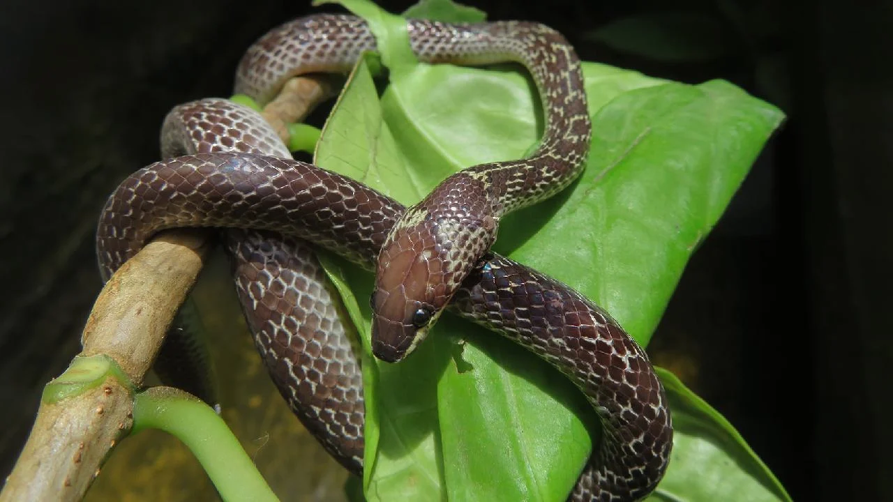 11 Jenis Ular yang Sering Masuk Rumah. Awas, Ada yang Berbisa!