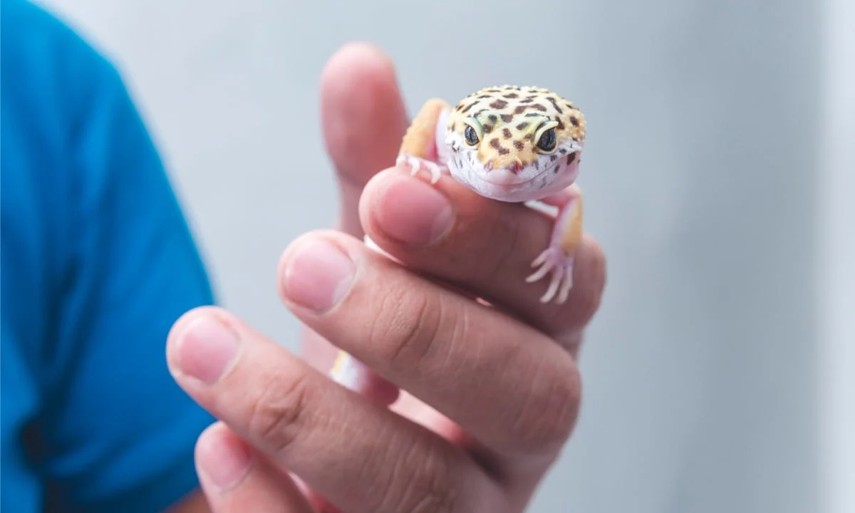 Ada Tokek di Rumah menurut Islam, Pertanda Datangnya Rezeki?