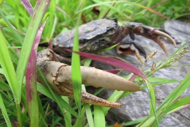Kepiting Masuk Rumah Pertanda Apa? Ini menurut Primbon Jawa!