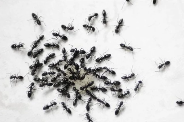 Tanda Banyak Semut Hitam di Rumah menurut Islam