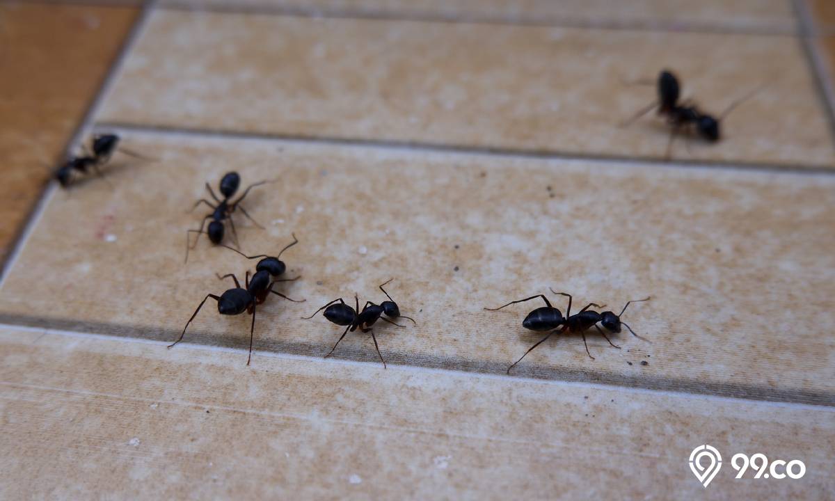 Tanda Banyak Semut Hitam di Rumah menurut Islam