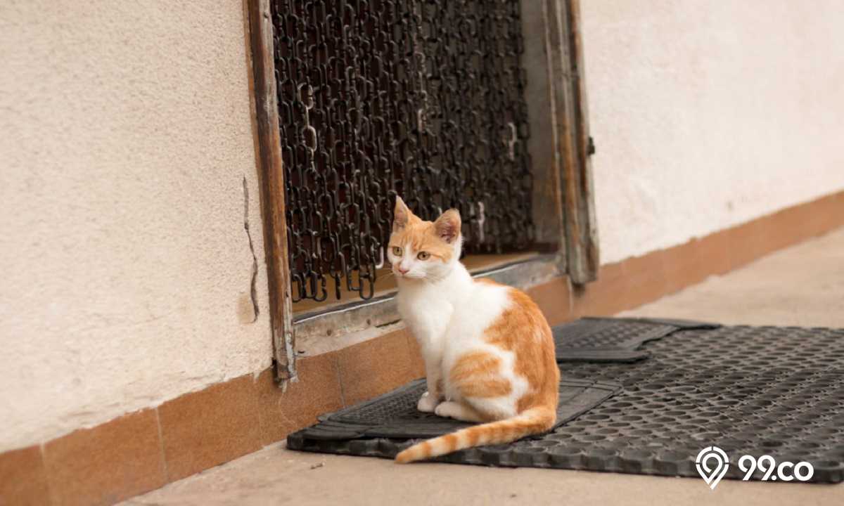 12 Arti Mimpi Kucing Masuk Rumah, Awas Bahaya!