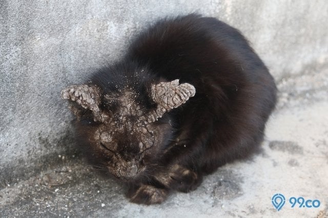 12 Arti Mimpi Kucing Masuk Rumah, Awas Bahaya!