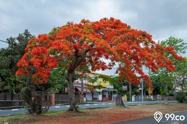 10 Pohon Peneduh yang Akarnya Tak Merusak Fondasi Rumah