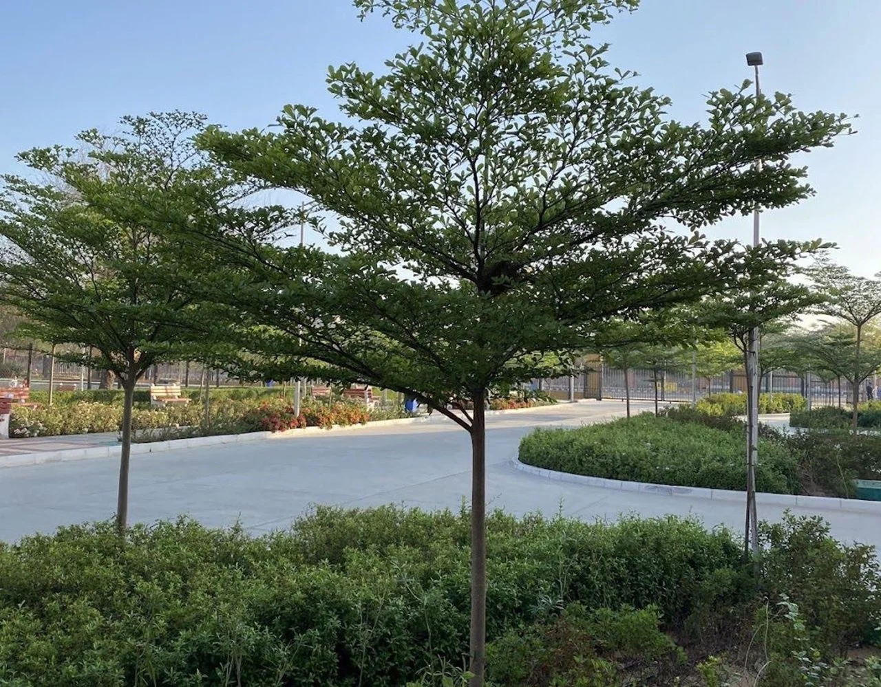 10 Pohon Peneduh yang Akarnya Tak Merusak Fondasi Rumah