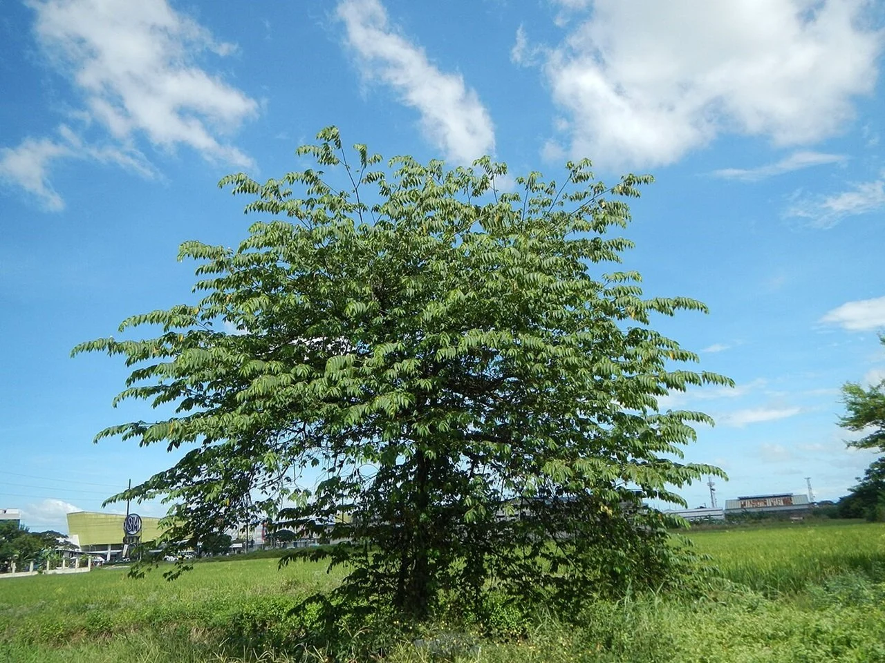 10 Pohon Peneduh yang Akarnya Tak Merusak Fondasi Rumah