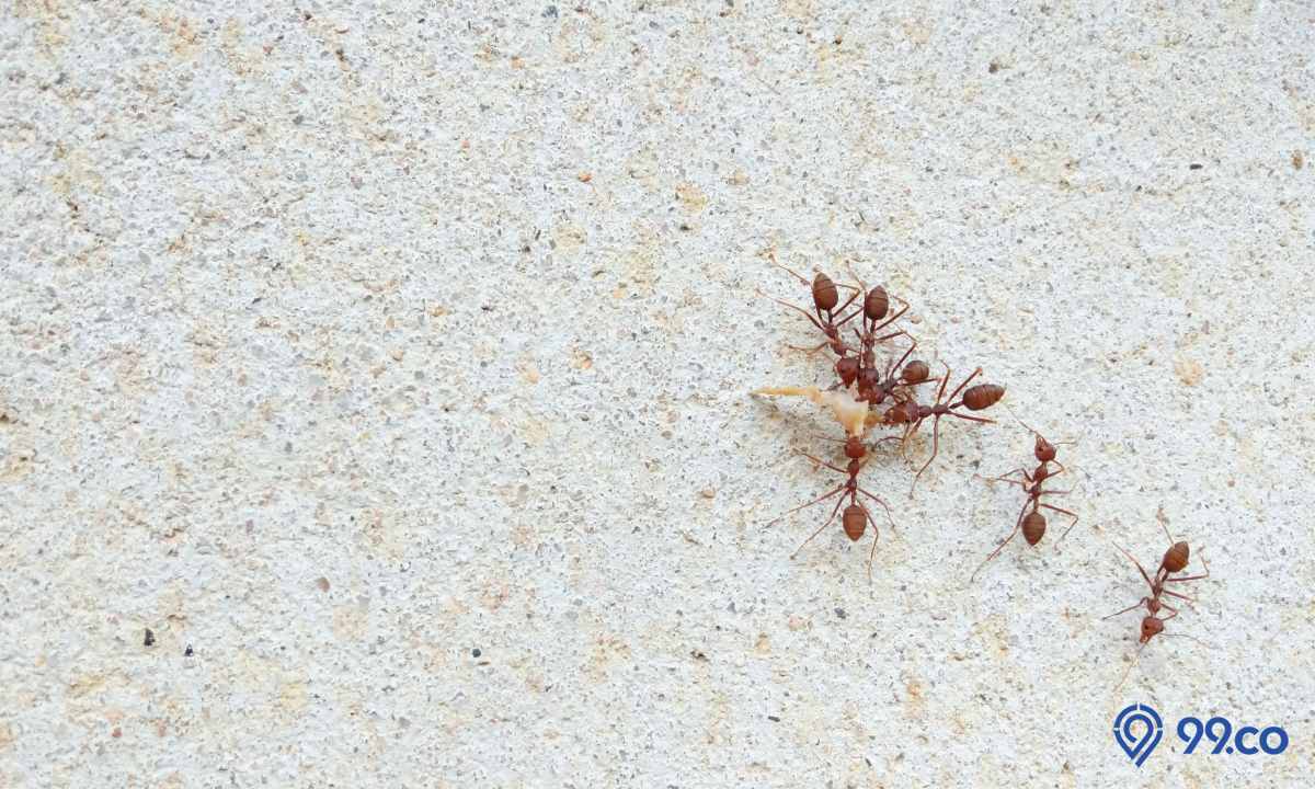 Banyak Semut Merah Kecil di Rumah Pertanda Apa? Ini Artinya!