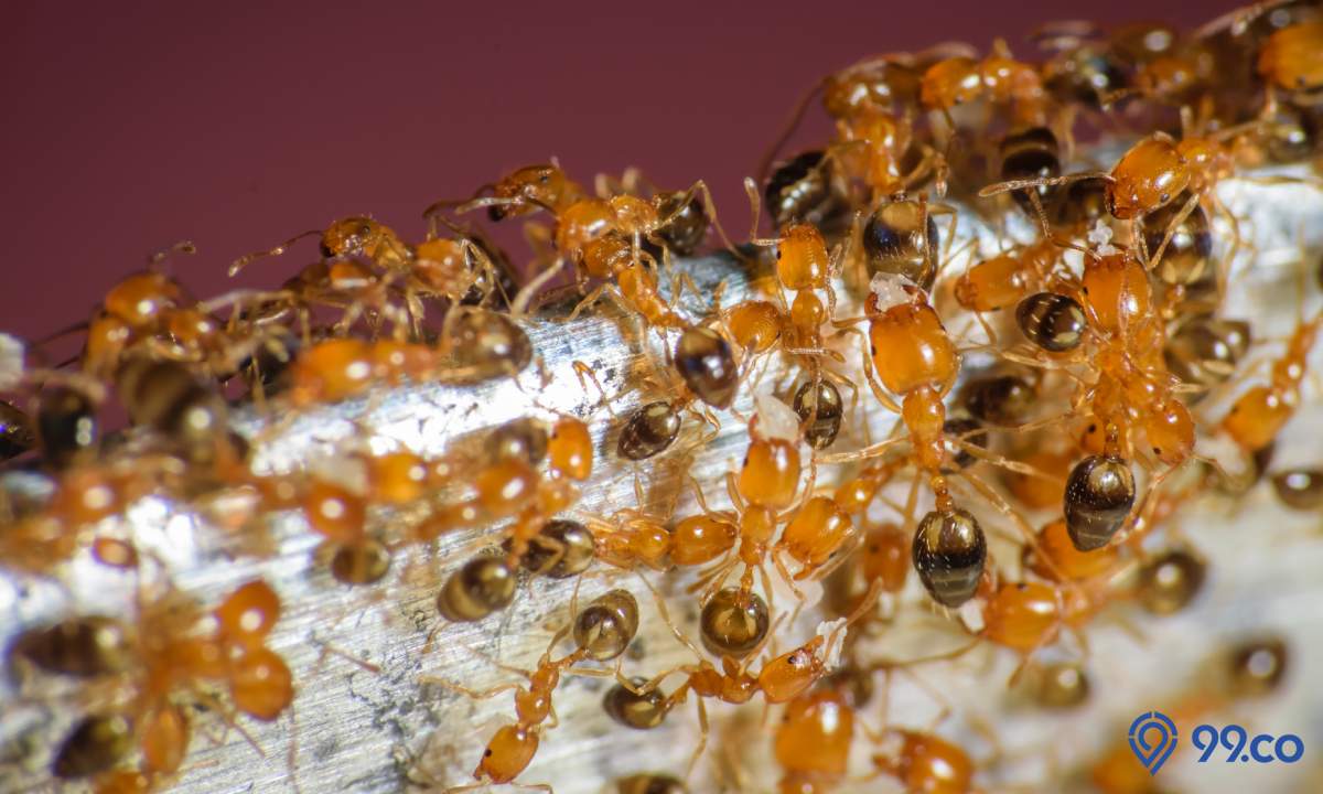 Banyak Semut Merah Kecil di Rumah Pertanda Apa? Ini Artinya!