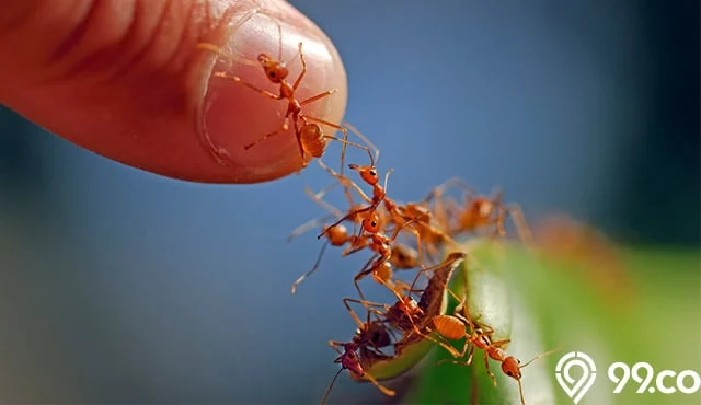 Banyak Semut Merah Kecil di Rumah Pertanda Apa? Ini Artinya!