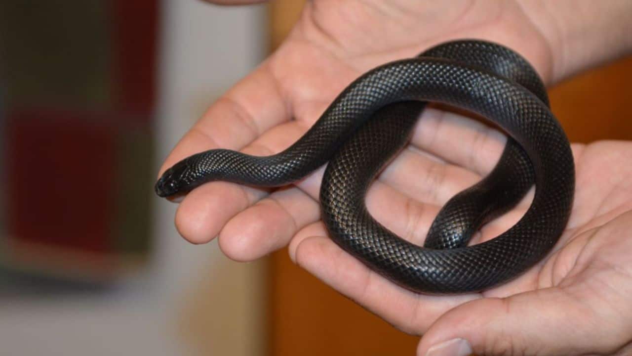 Ular Hitam Kecil Masuk Rumah Pertanda Apa? Ternyata...