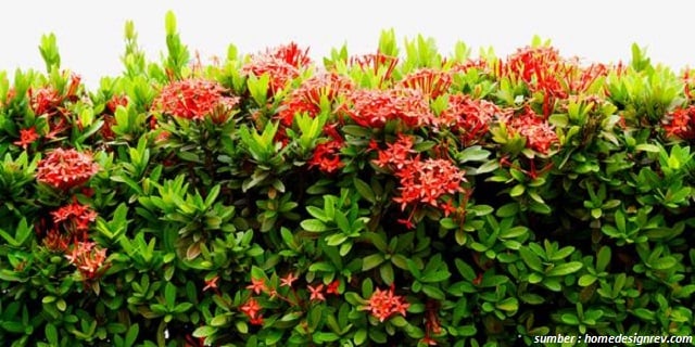 13 Gambar Tanaman Pagar Rumah Hijau dan Berbunga yang Asri