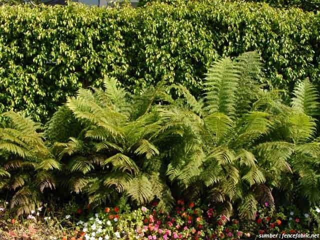 13 Gambar Tanaman Pagar Rumah Hijau dan Berbunga yang Asri