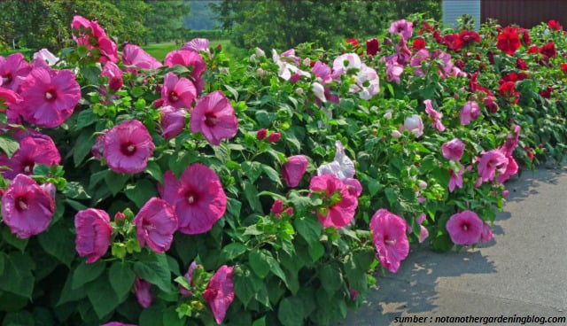 13 Gambar Tanaman Pagar Rumah Hijau dan Berbunga yang Asri
