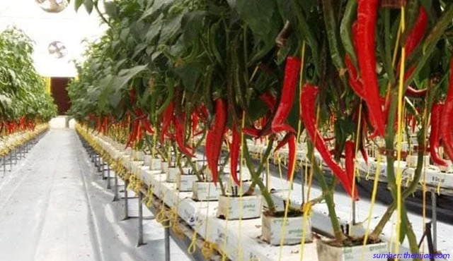 Cara Menanam Cabe Hidroponik dengan Mudah di Rumah
