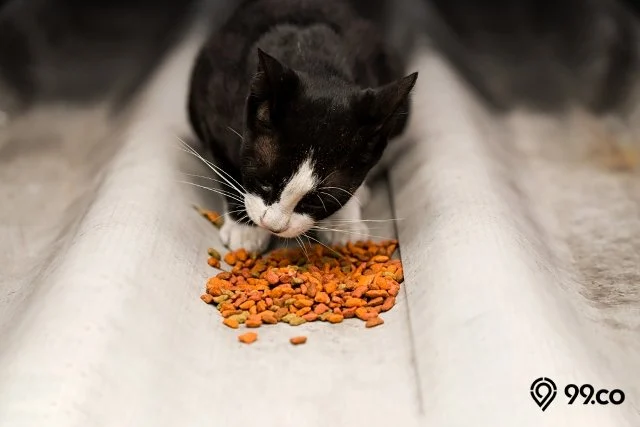 7 Cara Mengusir Kucing di Plafon Rumah secara Aman. Wajib Tahu!