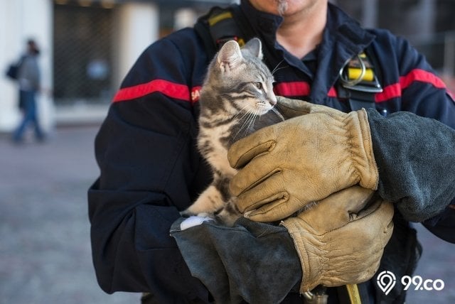 7 Cara Mengusir Kucing di Plafon Rumah secara Aman. Wajib Tahu!