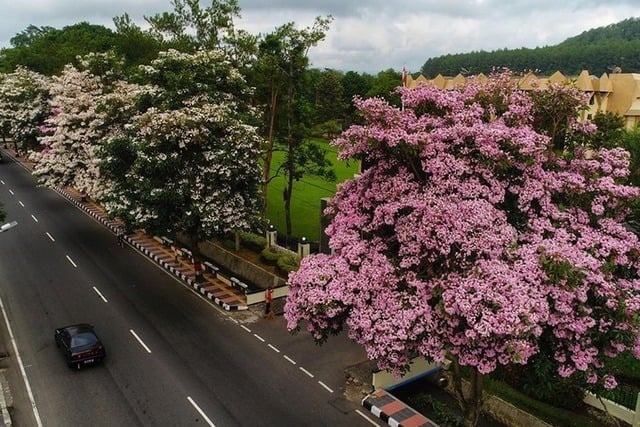 13 Pohon Hias Depan Rumah yang Cantik dan Indah