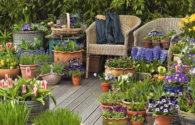 10 Cara Menata Bunga di Teras Rumah. Bakal Buat Tetangga Terpana!