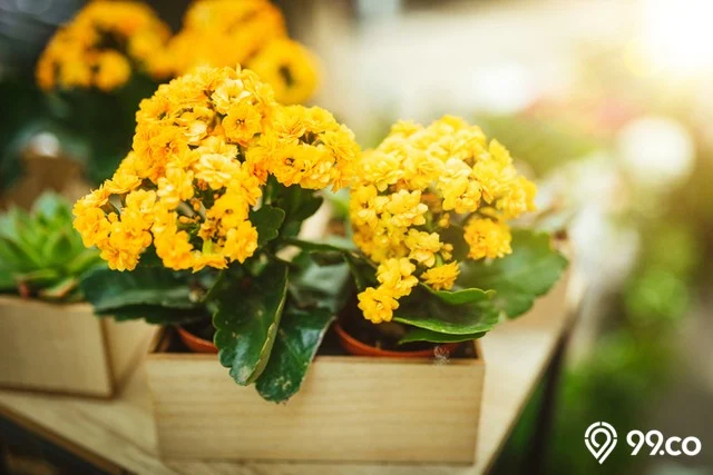 10 Cara Menata Bunga di Teras Rumah. Bakal Buat Tetangga Terpana!