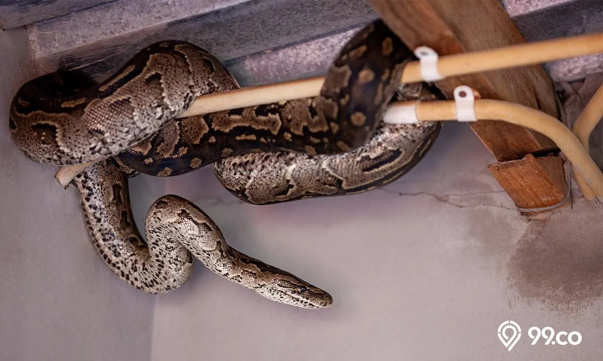 15 Arti Mimpi Ular Masuk Rumah. Bisa Jadi Pertanda Musibah!