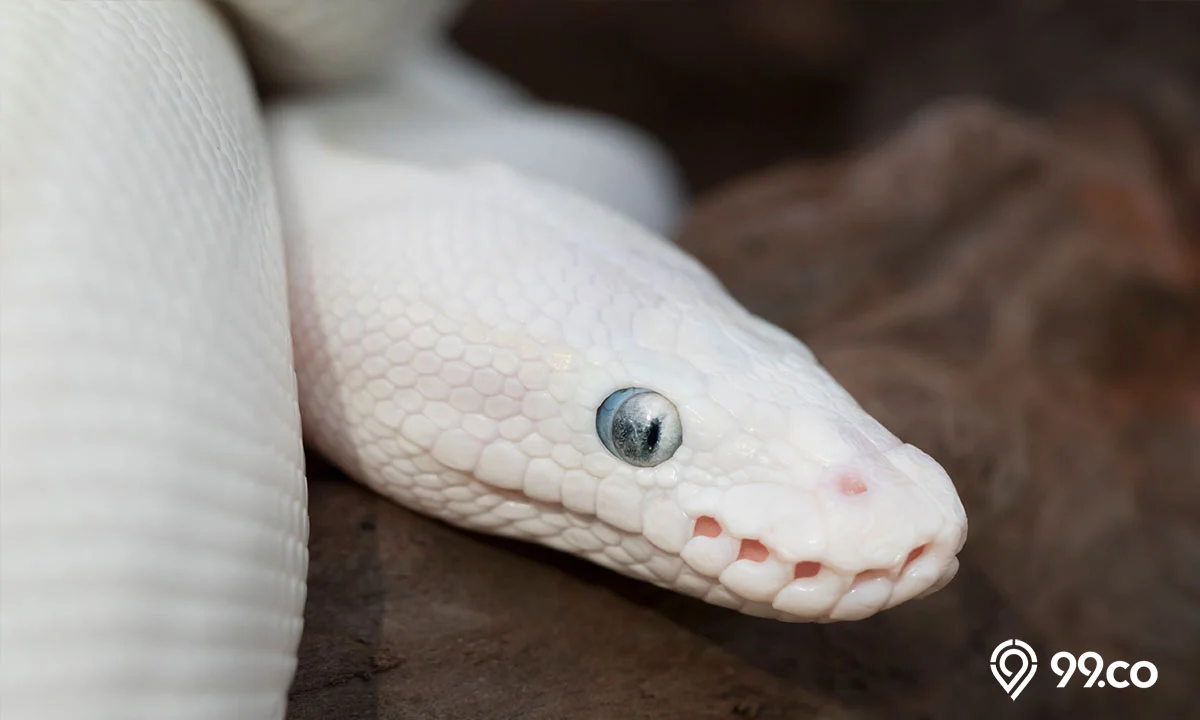 15 Arti Mimpi Ular Masuk Rumah. Bisa Jadi Pertanda Musibah!
