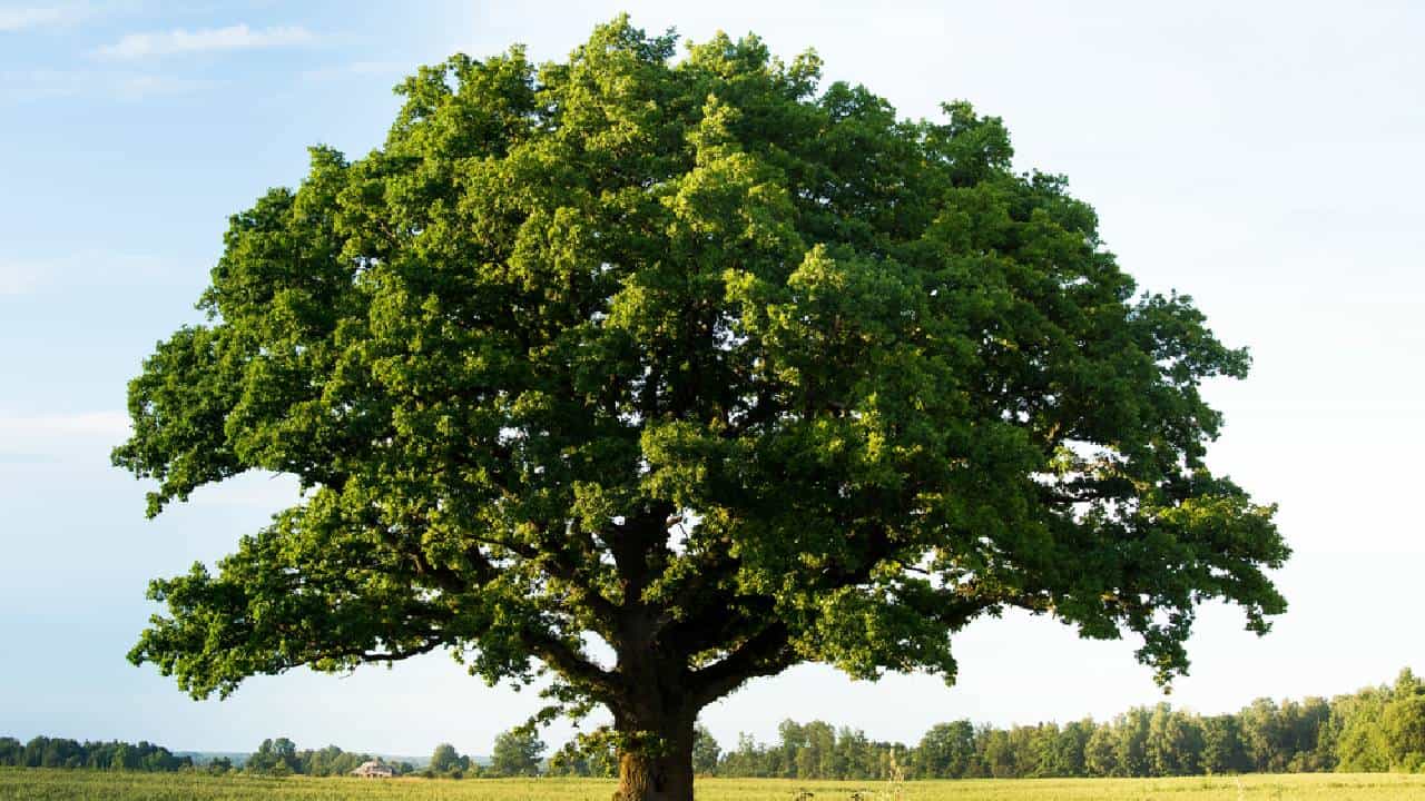 11 Gambar Pohon Peneduh Rumah yang Wajib Ada di Depan