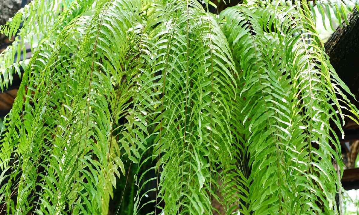 7 Rekomendasi Tanaman Penyejuk Ruangan, Sejuk tanpa AC!