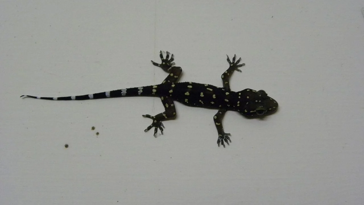 3 Arti Cicak Hitam di Rumah. Benarkah Jelmaan Jin?