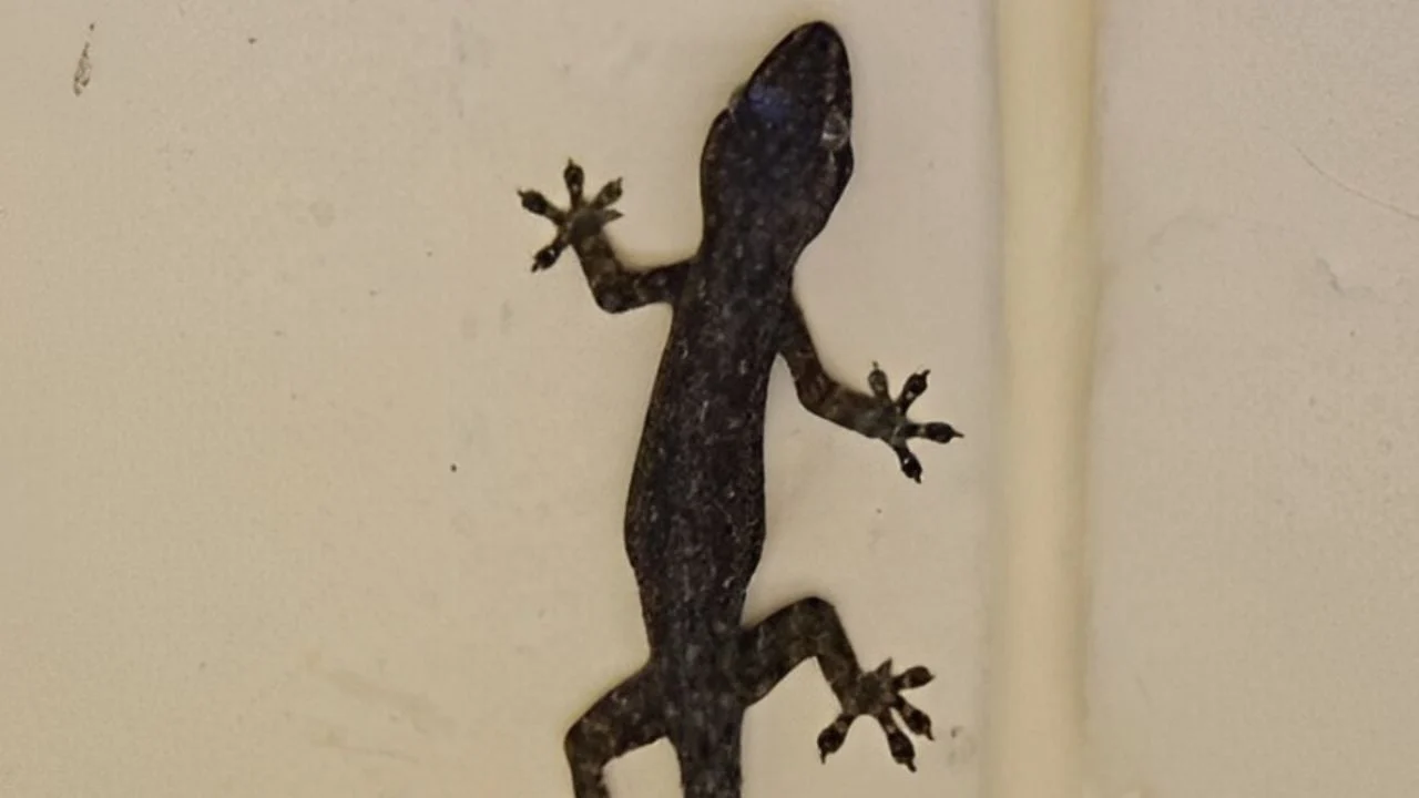 3 Arti Cicak Hitam di Rumah. Benarkah Jelmaan Jin?