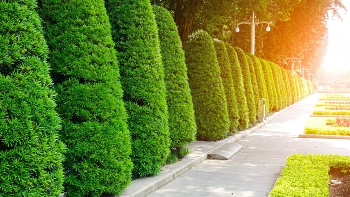 9 Tanaman Pagar Tinggi yang Cepat Tumbuh dan Mudah Dirawat