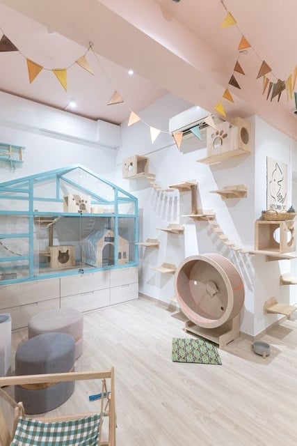 7 Inspirasi Desain Ruangan Kucing di Rumah yang Lucu Gemas