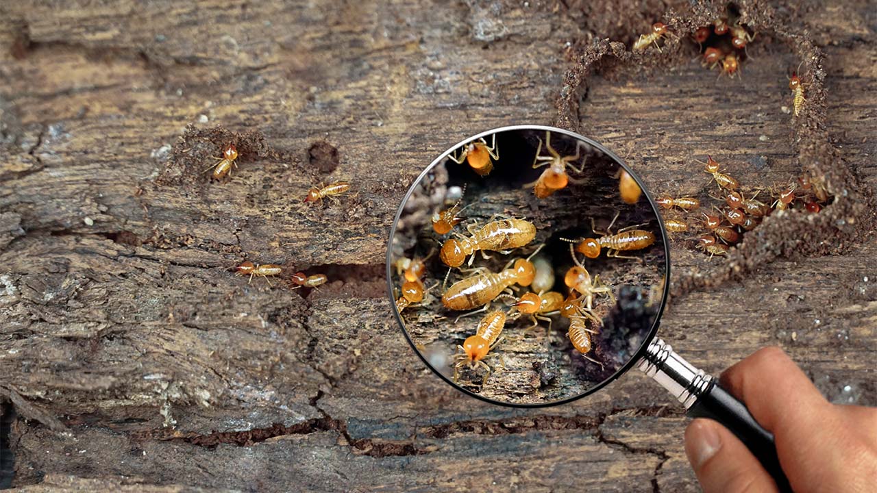 11 Cara Membasmi Rayap di Rumah secara Alami hingga Tuntas