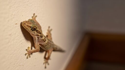 13 Cara Mengusir Cicak dari Rumah dengan Ampuh