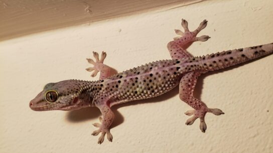 13 Cara Mengusir Cicak dari Rumah dengan Ampuh