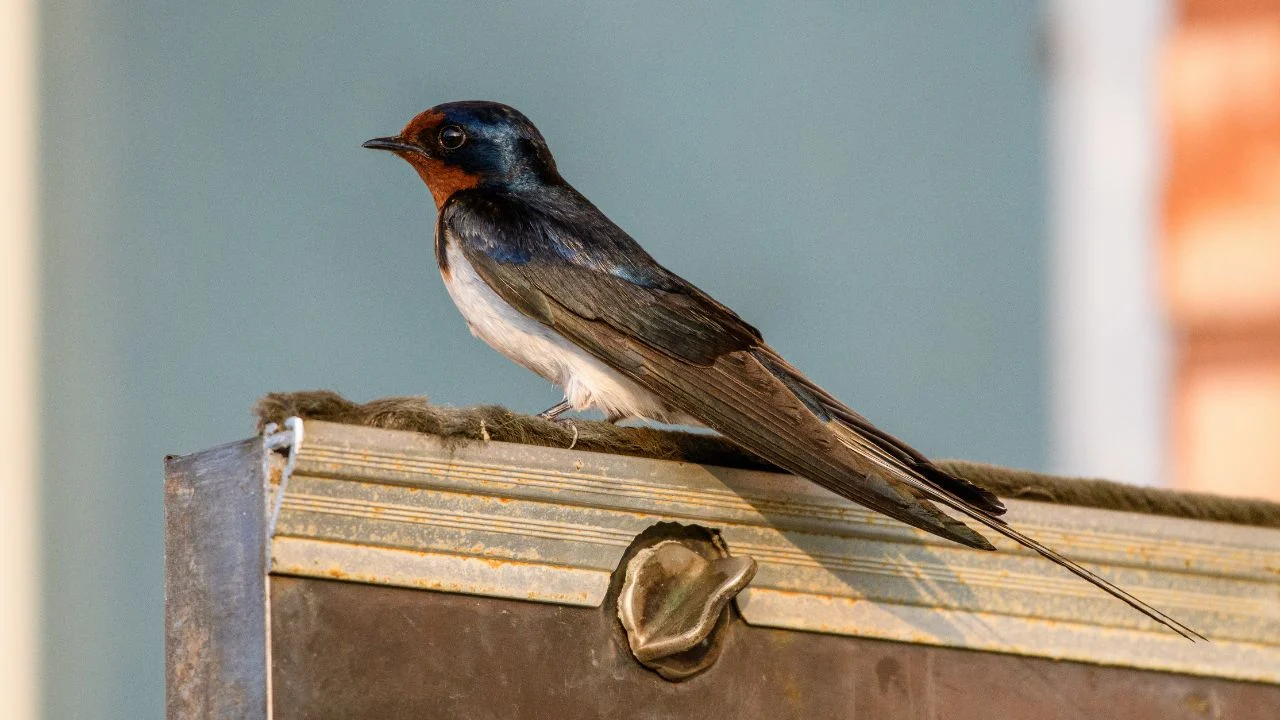6 Mitos Burung Walet Masuk Rumah