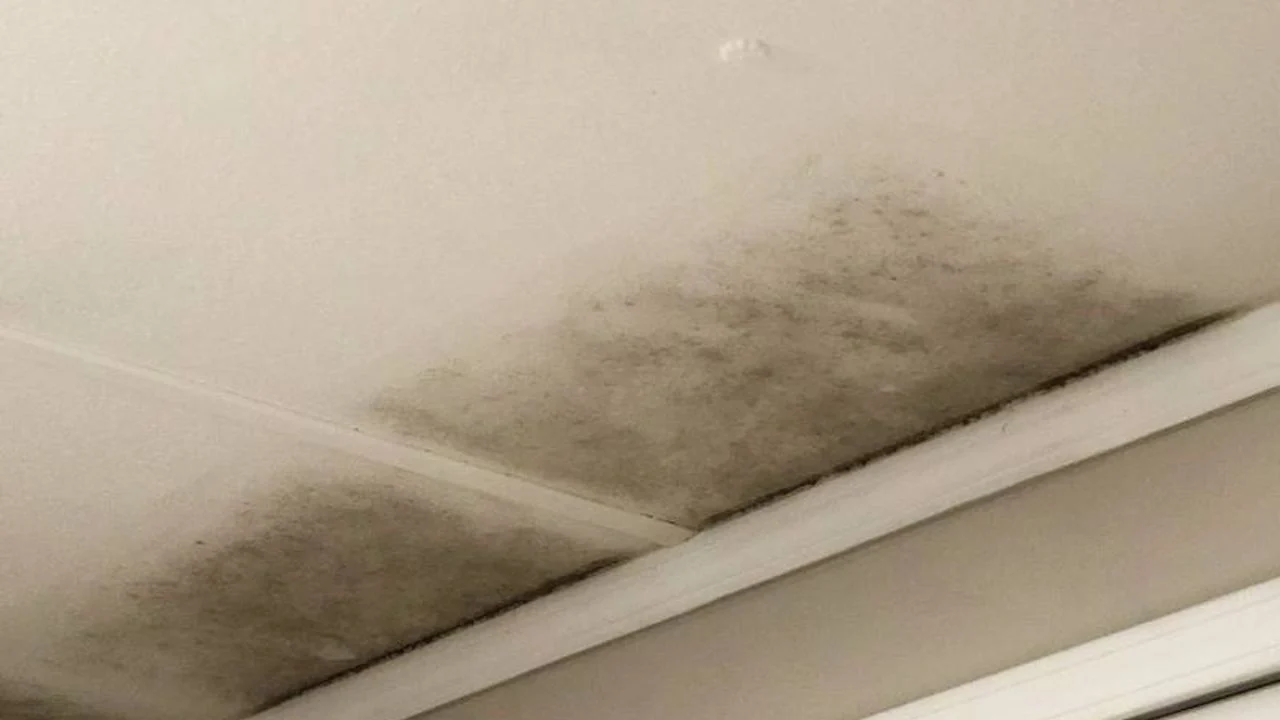 5 Cara Mengatasi Plafon Berjamur dan Penyebabnya