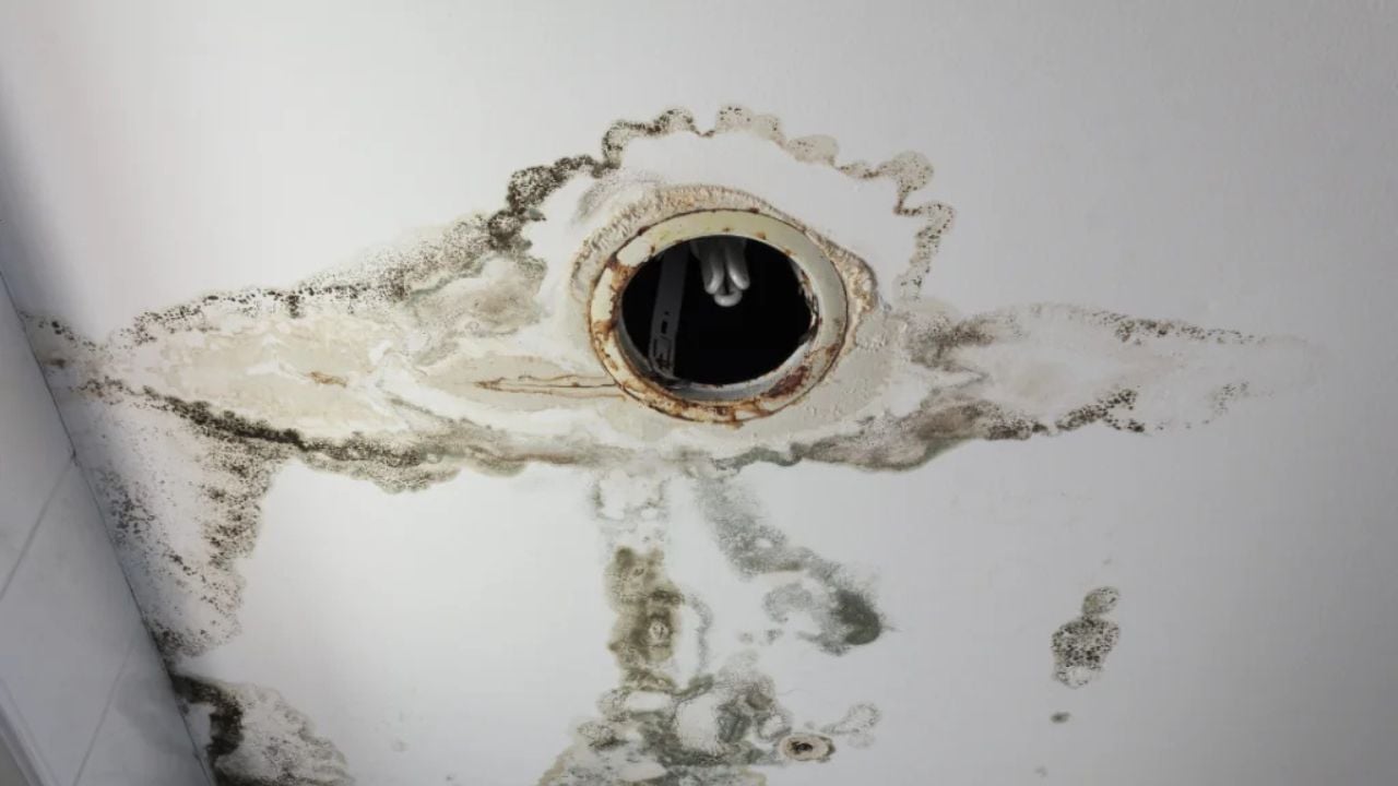 5 Cara Mengatasi Plafon Berjamur dan Penyebabnya