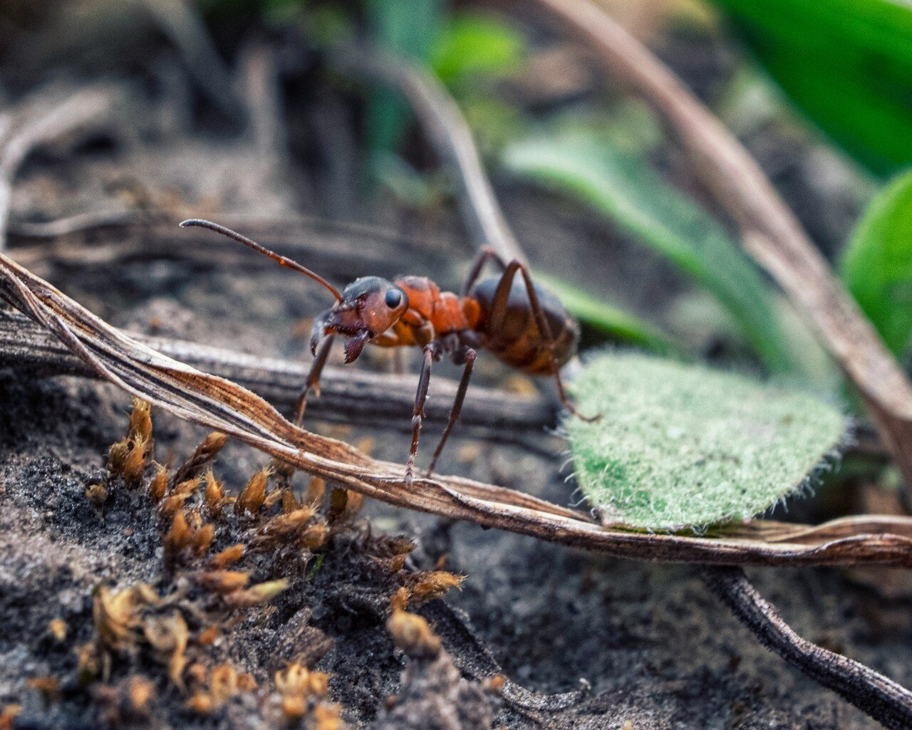 Cara Mengusir Semut Api agar Tidak Datang Lagi, Efektif!