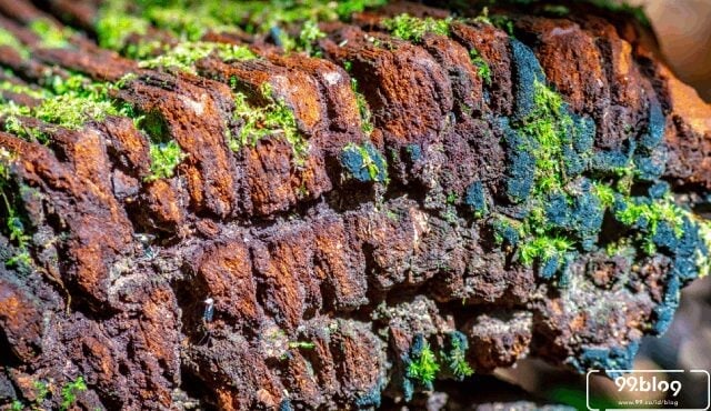 Mengenal Kayu Ulin, Material yang Semakin Langka Namun Tidak Lagi ...