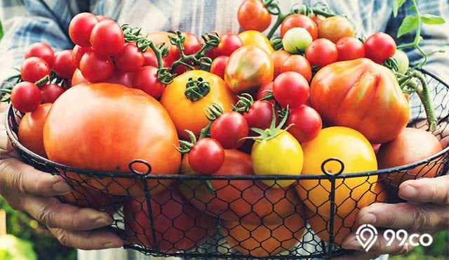 7 Jenis Tomat Paling Populer yang Bisa Kamu Tanam di Rumah. Ada yang ...