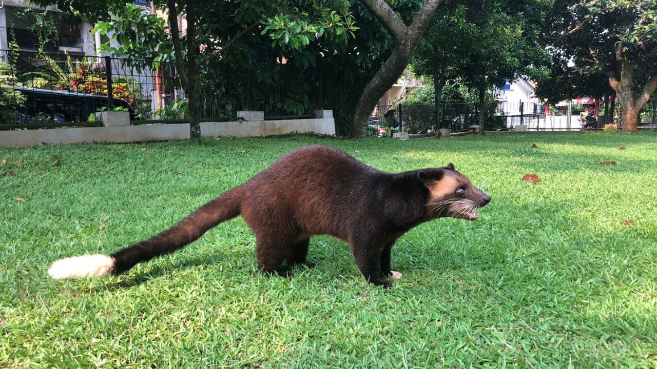 10 Cara Mengusir Musang dari Atap dan Lingkungan Rumah