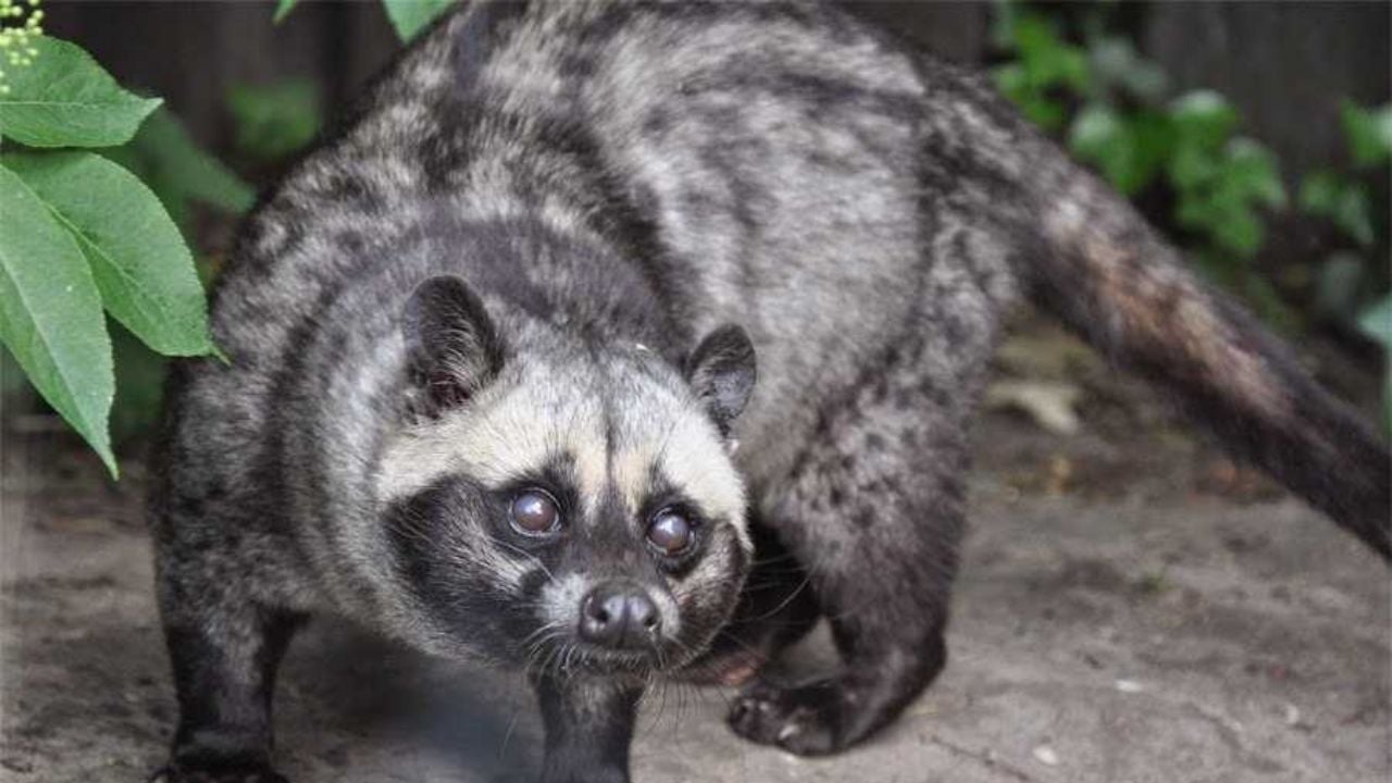 10 Cara Mengusir Musang dari Atap dan Lingkungan Rumah