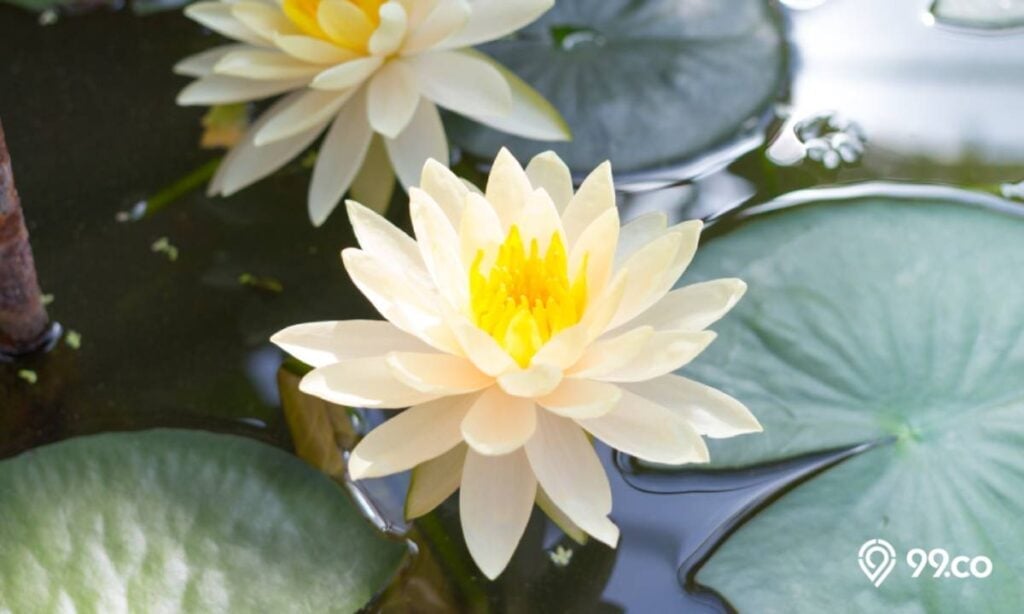 Cara Menanam Bunga Lotus di Rumah yang Benar. Ternyata Mudah!