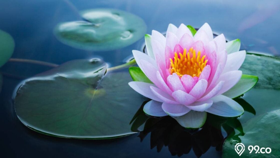 Cara Menanam Bunga Lotus di Rumah yang Benar. Ternyata Mudah!