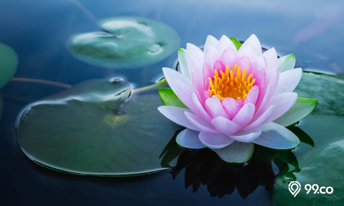 Cara Menanam Bunga Lotus di Rumah yang Benar. Ternyata Mudah!