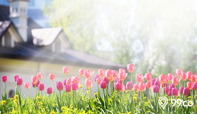 6 Cara Menata Bunga Depan Rumah agar Terlihat Cantik dan Menawan