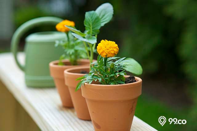 7 Cara Menanam Bunga Marigold di Rumah dan Tips agar Bunganya Cepat Mekar!