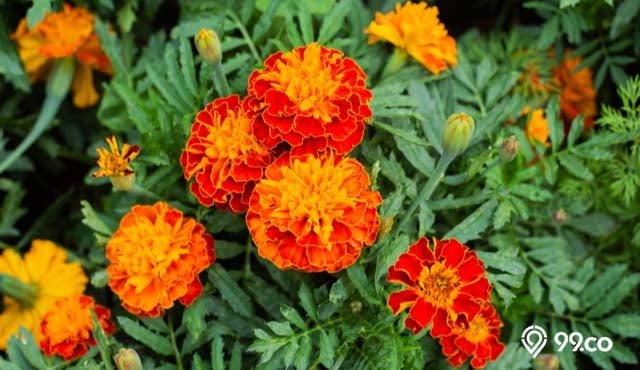 7 Cara Menanam Bunga Marigold di Rumah dan Tips agar Bunganya Cepat Mekar!