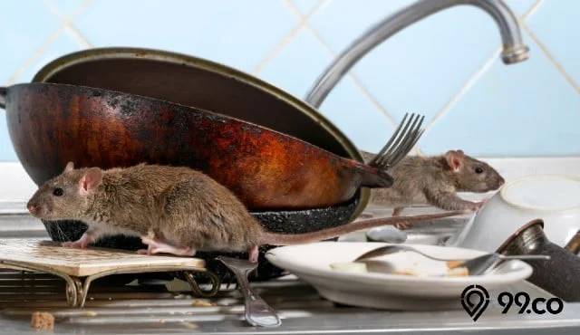 6 Tanda Ada Tikus di Rumah yang Harus Kamu Ketahui. Lengkap Dengan Cara ...