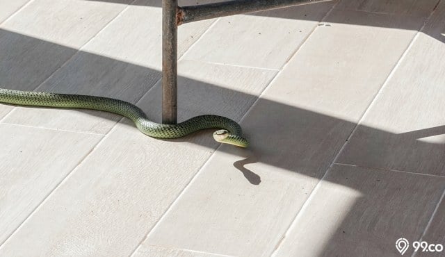 Musim Hujan Tiba, Waspadai 8 Tempat yang Sering Dijadikan Sarang Ular ...